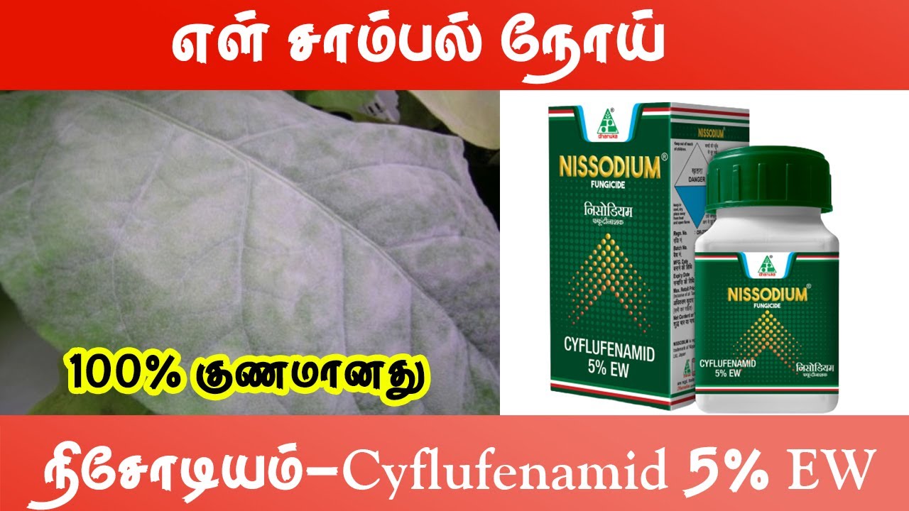 எள் சாம்பல் நோய் | Powdery Mildew | Nissodium | Cyflufenamid 5% EW ...