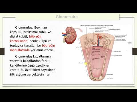 10. Sınıf Anatomi ve Fizyoloji Dersi Üriner Sistem Nefronun Yapı ve Fonksiyonları