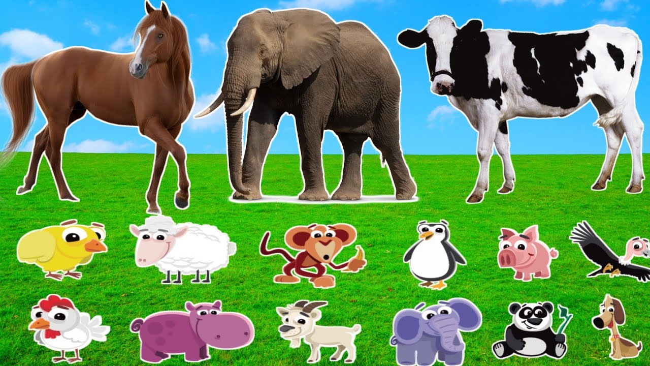 Animals Sound - Cow mooing - horse neighing - elephant sound - cat ...