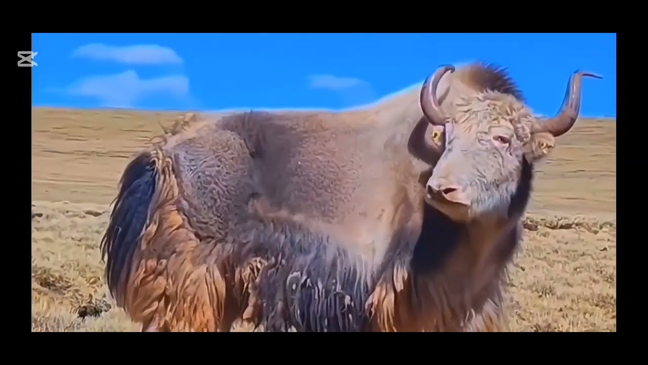 Mountains king Himalayan Yaks | Exploring Yak Habitat, Farming, and ...