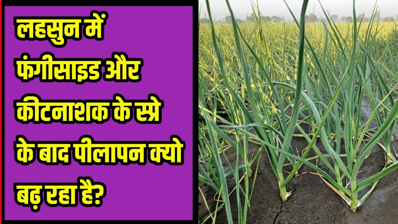 Lahsun me spary ke bad pilapan || Lahsun me pilapan || Lahsun pila pad ...
