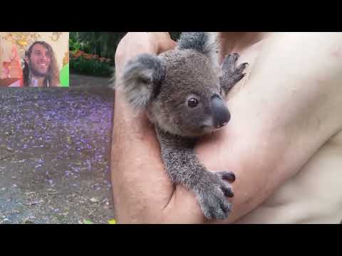 Teen Koala crying from being Bullied out of a tree