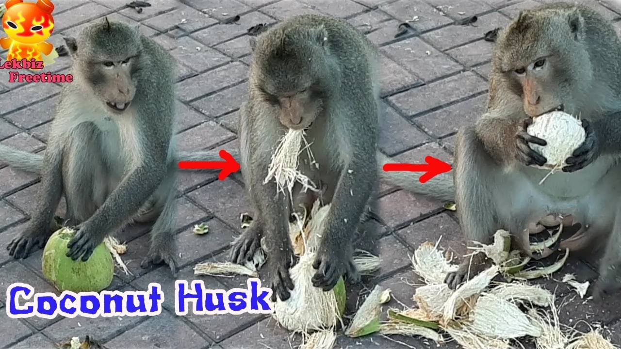 Watch the monkey peel coconuts to eat - YouTube
