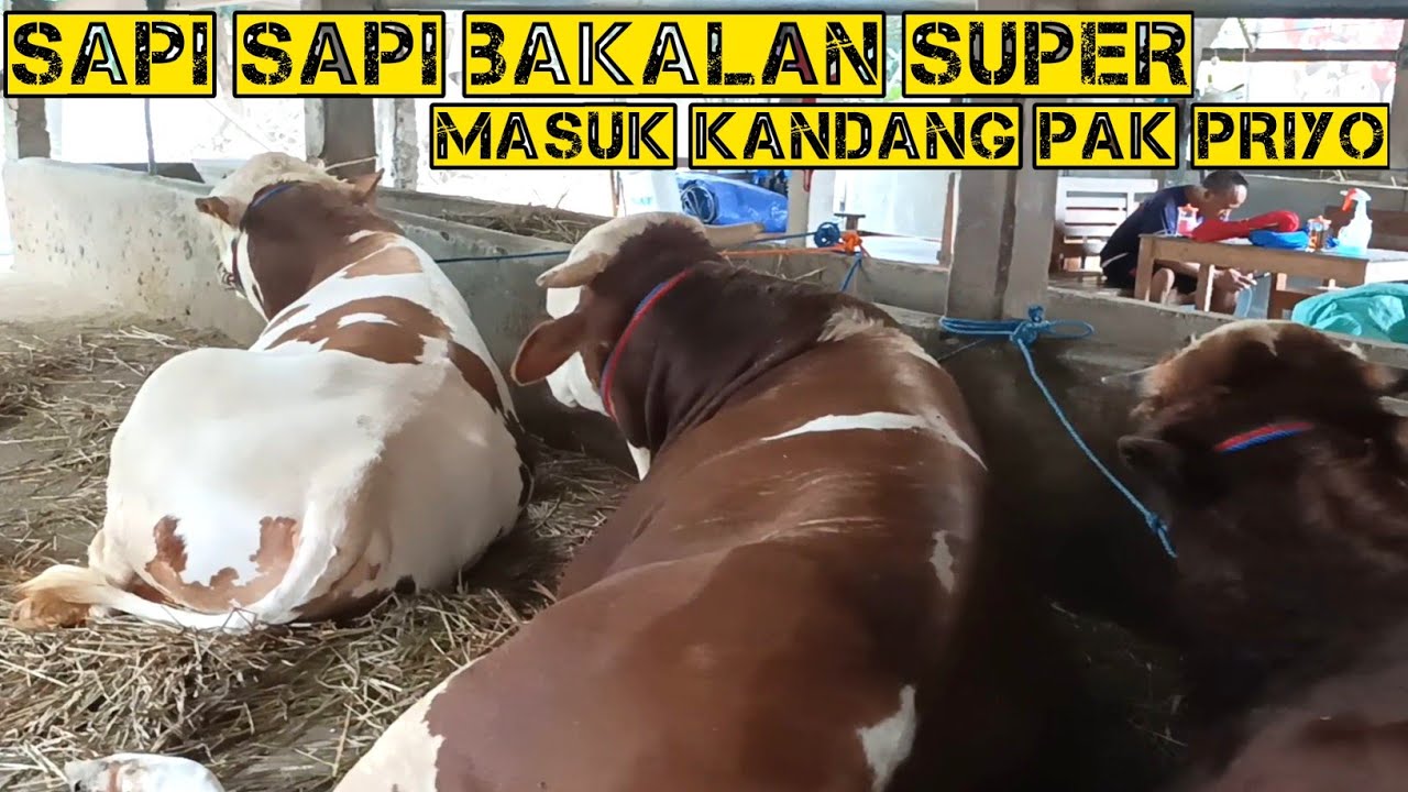 Ready 10 Ekor Sapi Sapi Bakalan Super Masuk Kandang Pak Priyo !! - YouTube