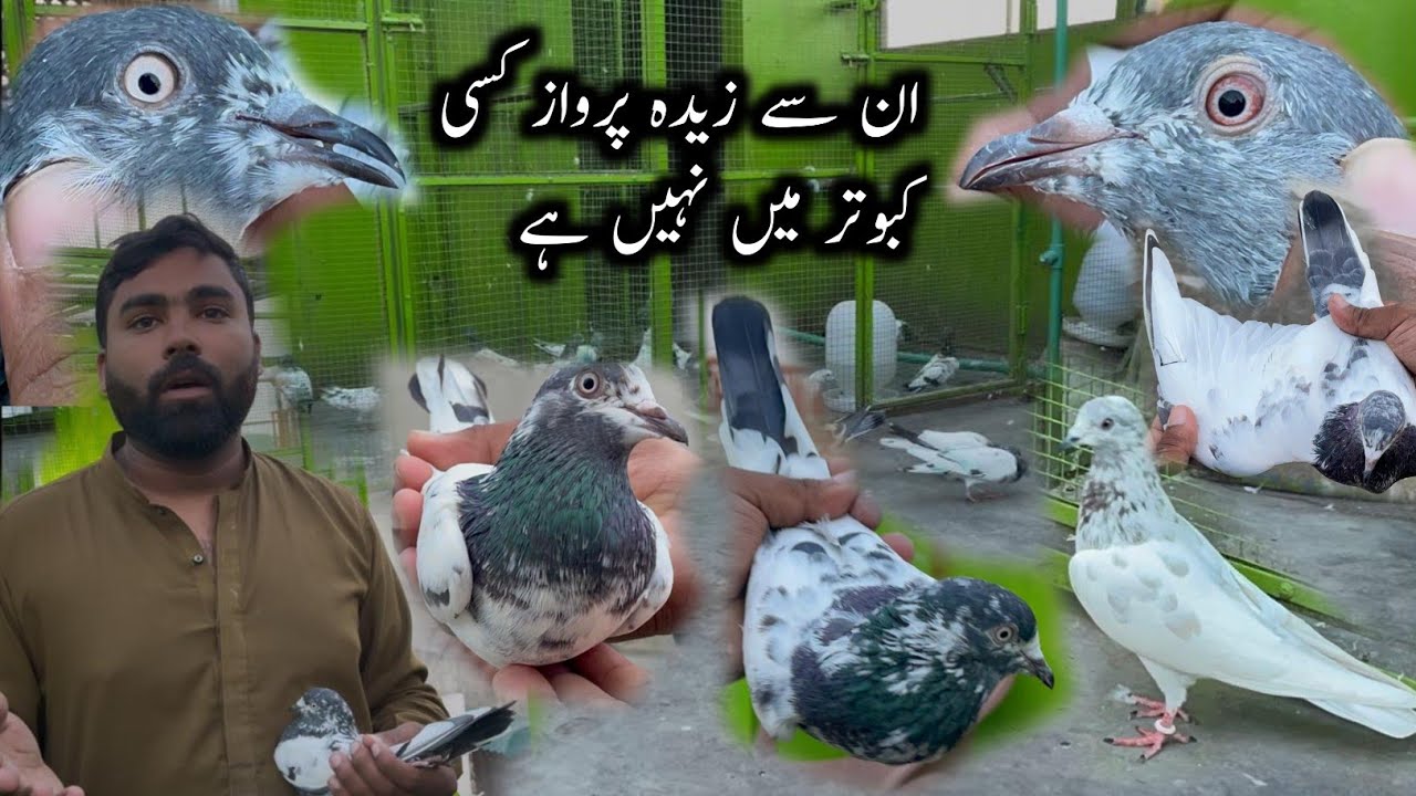 Taddy Kabootar Se Zada Parwazi Kabootar Mainy Nahi Dekhay 🤗 - YouTube