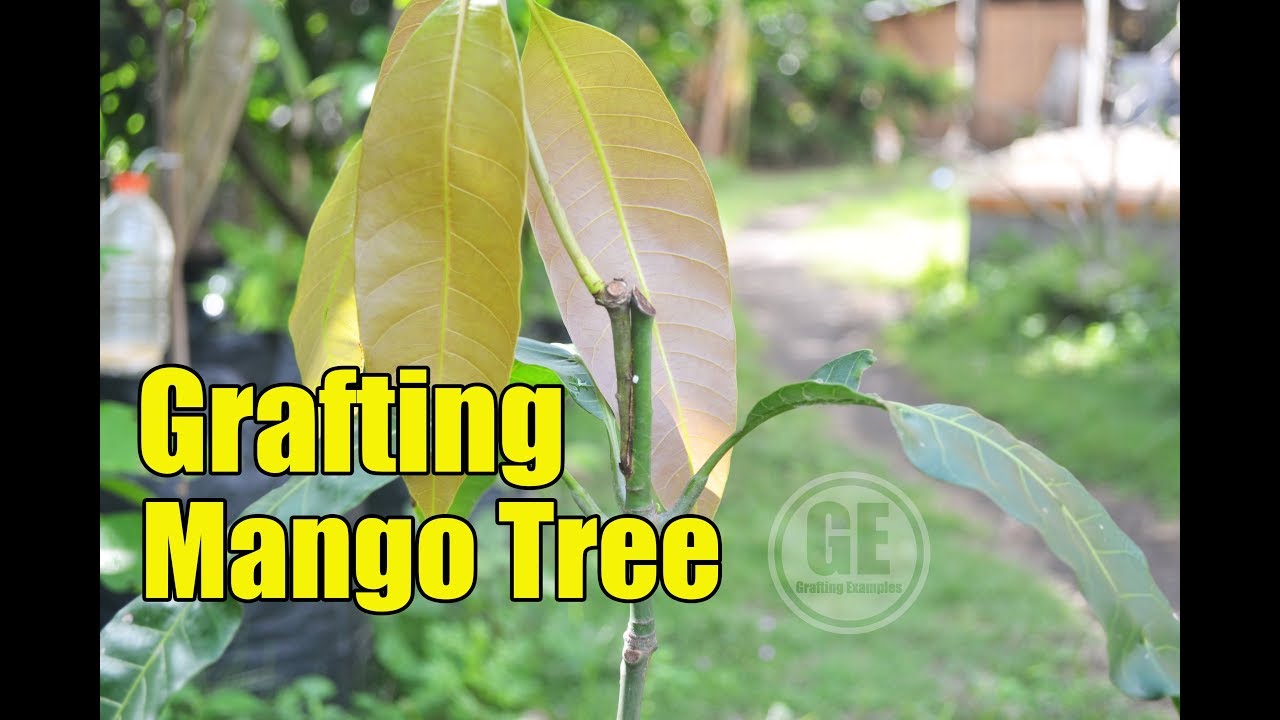 Easy Method To Grafting Mango Tree - YouTube