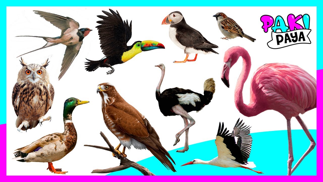 Diferentes Tipos De Especies De Aves