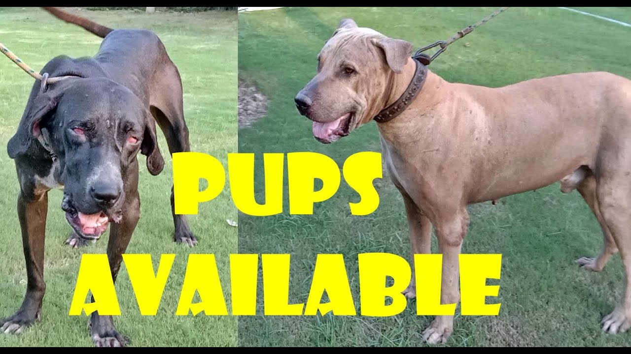Bully Kutta Puppies - Pure BK pups - S Punjab #bullydogs #bullykutta ...