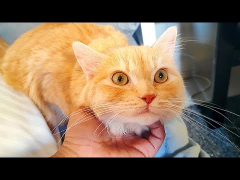 Purrfect Ginger Cat ️ - YouTube