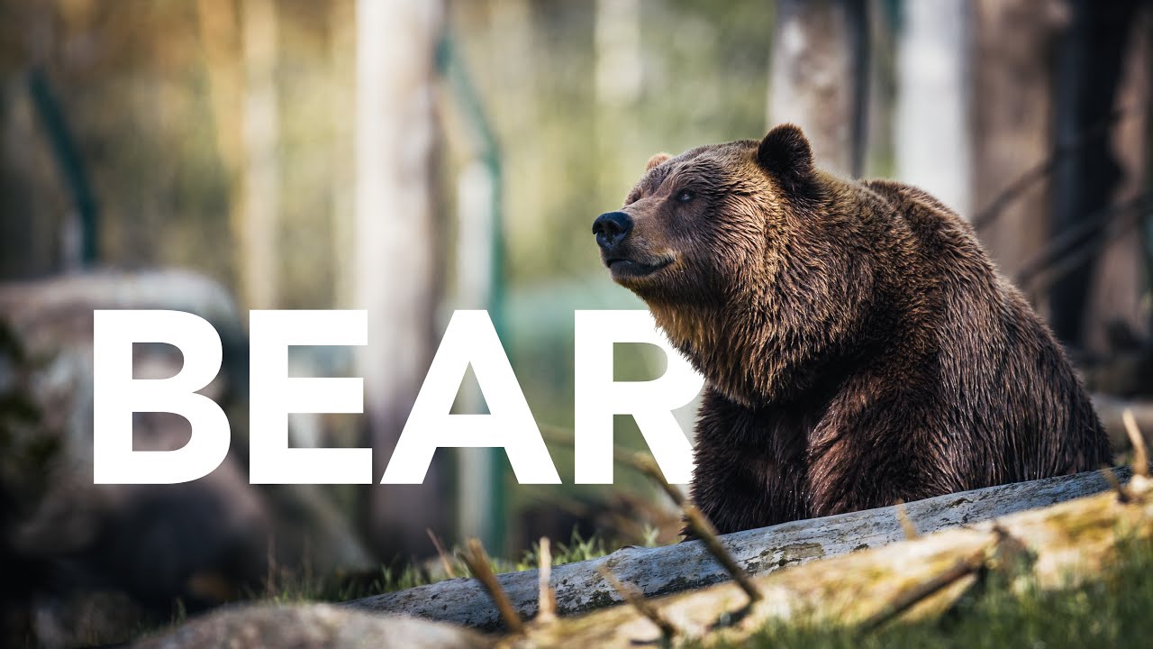 Bear Roars | Sound Effect (Copyright Free) - YouTube