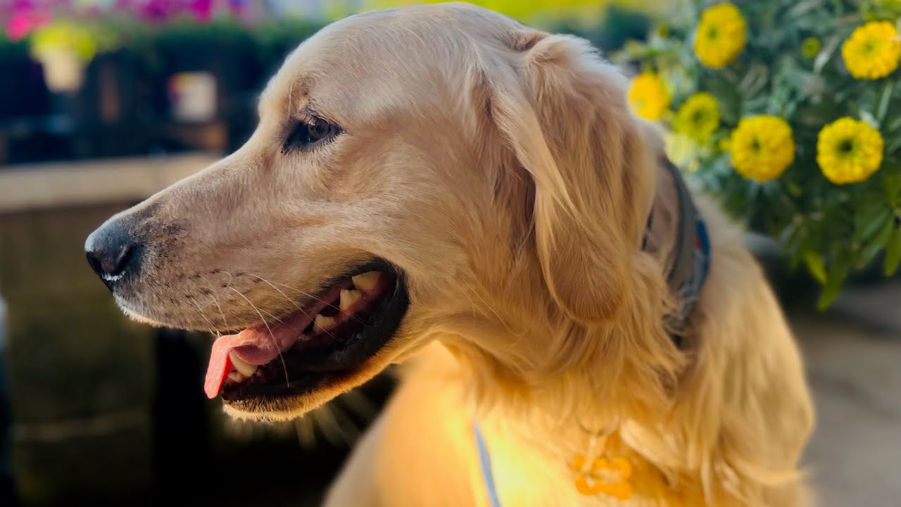 ONE YEAR OLD GOLDEN RETRIEVER WITH OUTSTANDING OBEDIENCE | Saratoga ...