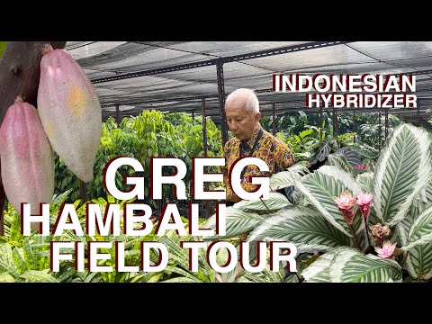 Botanical adventure at Greg Hambali’s garden - palms, unusual plants, large aroids, calatheas