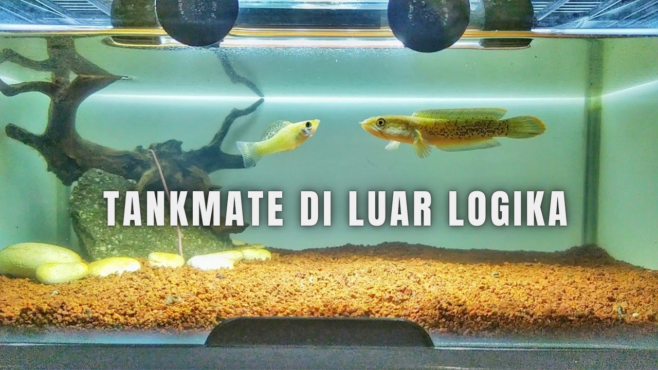 KISAH ANEH PERSAHABATAN di DUNIA IKAN | TANKMATE CHANNA STEWARTI # ...