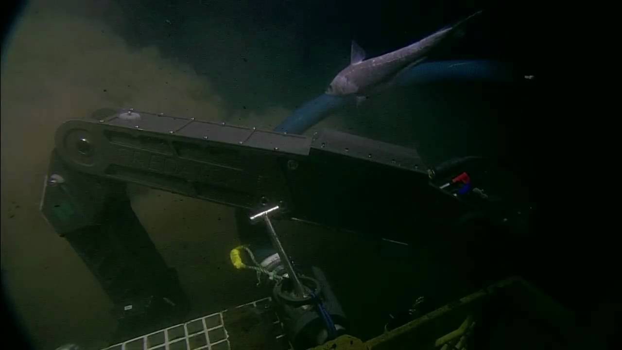 Rattail Fish Inspection - YouTube