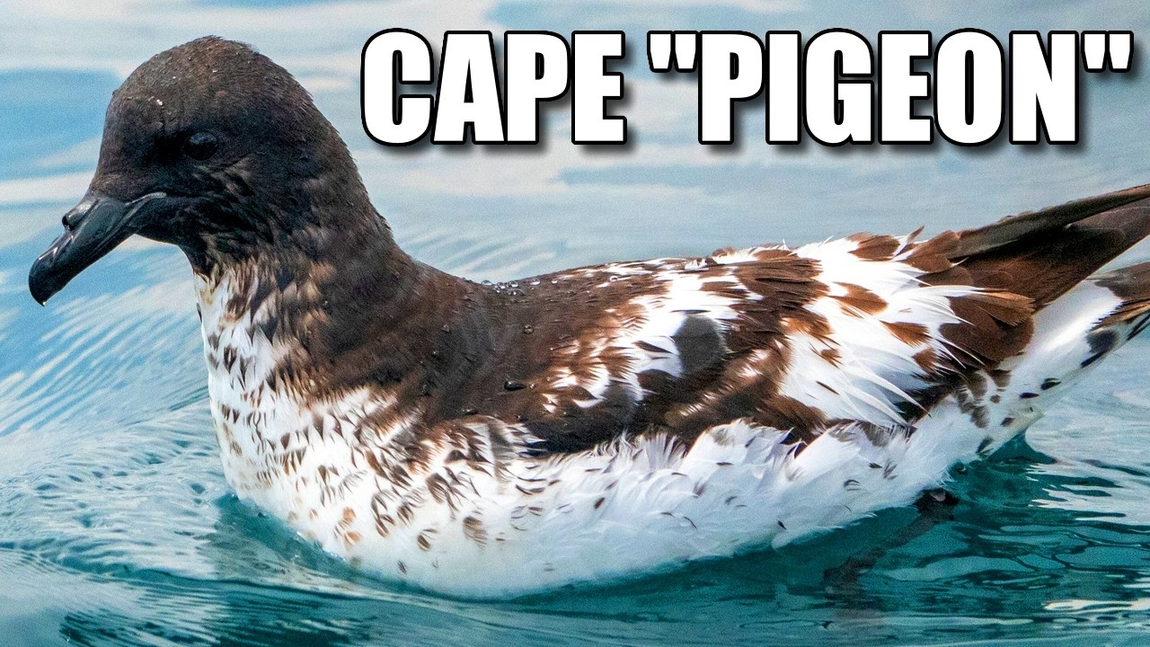 Cape Petrel Facts: the Cape PIGEON 🦤 Animal Fact Files - YouTube