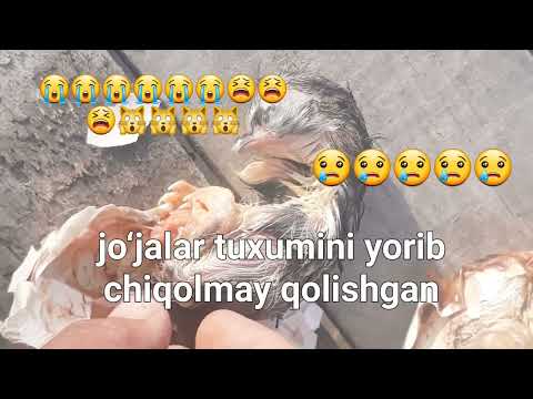 Ajoyib videolar kanali #chicks  #@FuufufuIciciggreatvideos