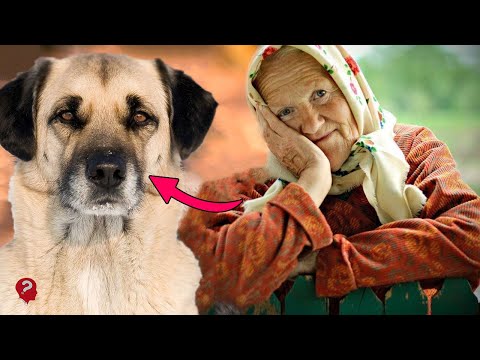 Bu Teyze Kurtardığı Köpekle Yıllarca Yaşadı Ve İnsandan Daha Sadık Gördü Nedenine Şaşıracaksınız ..
