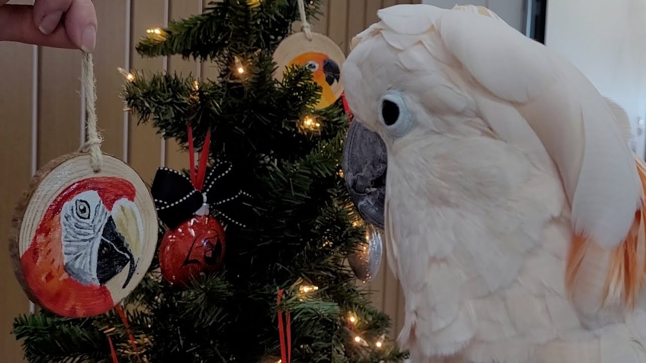 Max Shops for Birdmas Gifts and Decorations - YouTube