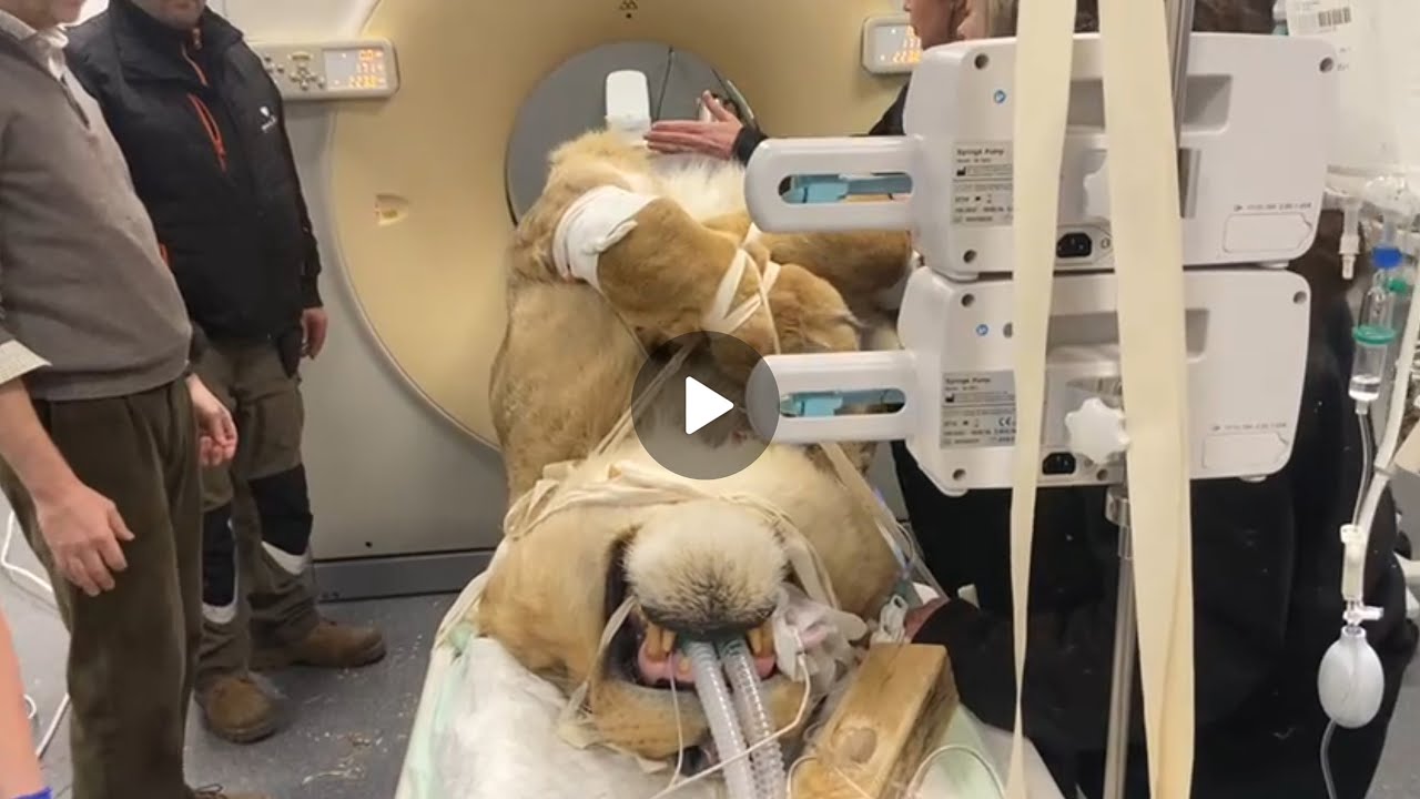 Le scanner de Léo 🦁 - YouTube