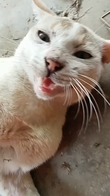 #viral biddle #funny #edit #sonicthehedgehog - YouTube