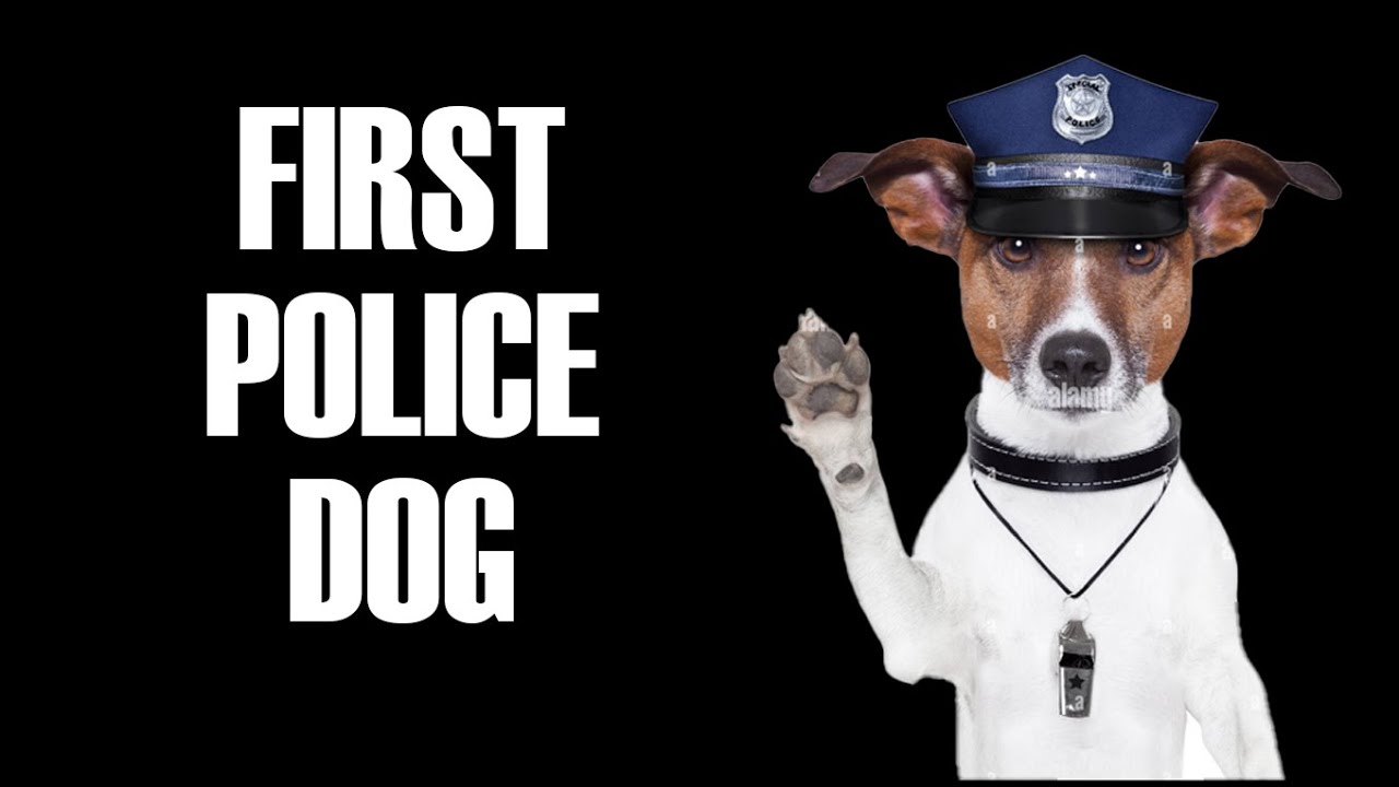 The INSANE life of the first ever police dog in St. Louis - YouTube