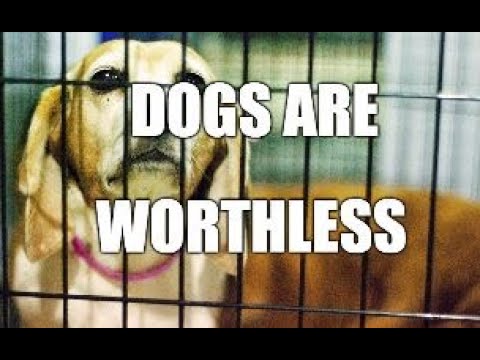 Dogs Are Worthless (live stream) - YouTube