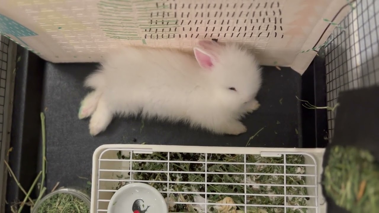Baby bunny LeLe at sleep! Various relaxing sleeping positions. - YouTube