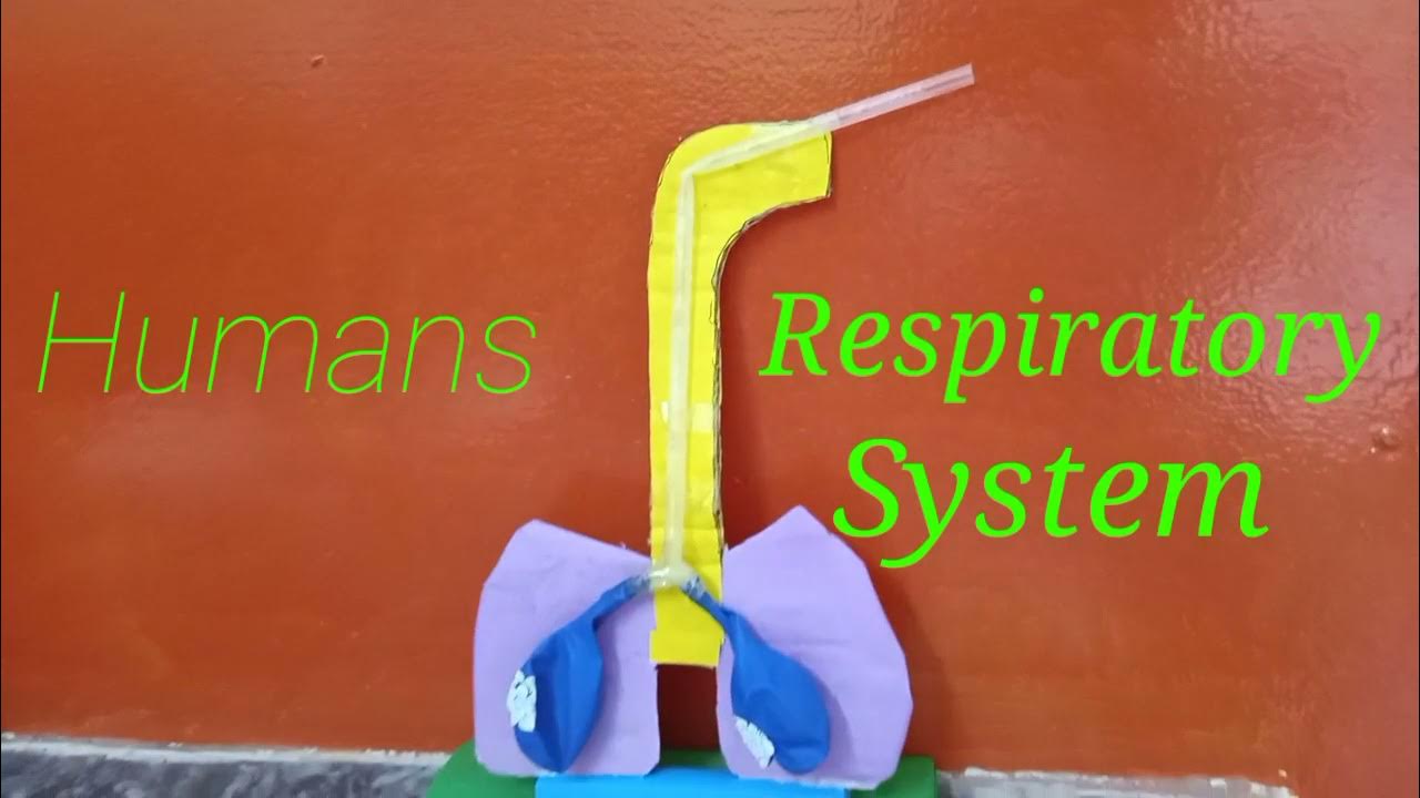 Respiratory System Project For Class 5 YouTube respiratory-system-project-for-class-5-youtube
