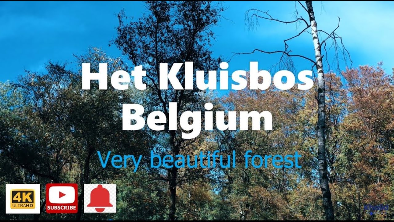 Very beautiful forest in Belgium 4K. Rondleiding in het Kluisbos in ...