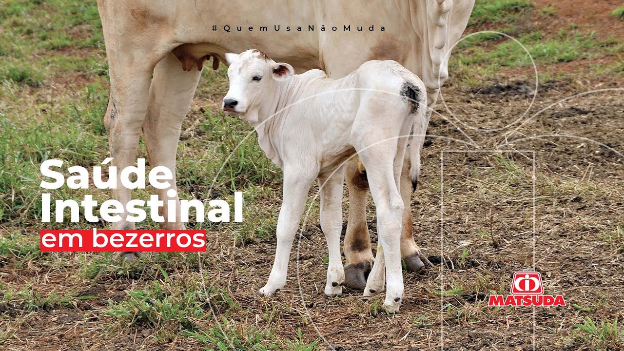 Saúde intestinal dos bezerros - YouTube