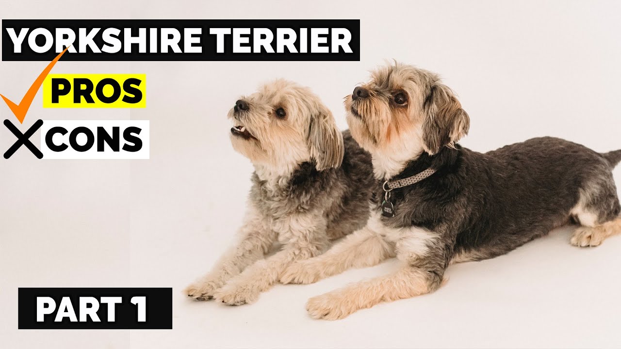 Yorkshire Terrier Pros & Cons | Why You Should Have A Yorkie Terrier? Part 1 | Dog Jaw Dropping ...