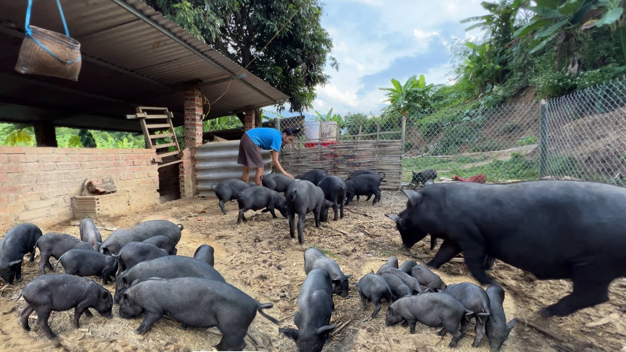 Taking care of piglets on a farm living in a remote area deep in the ...