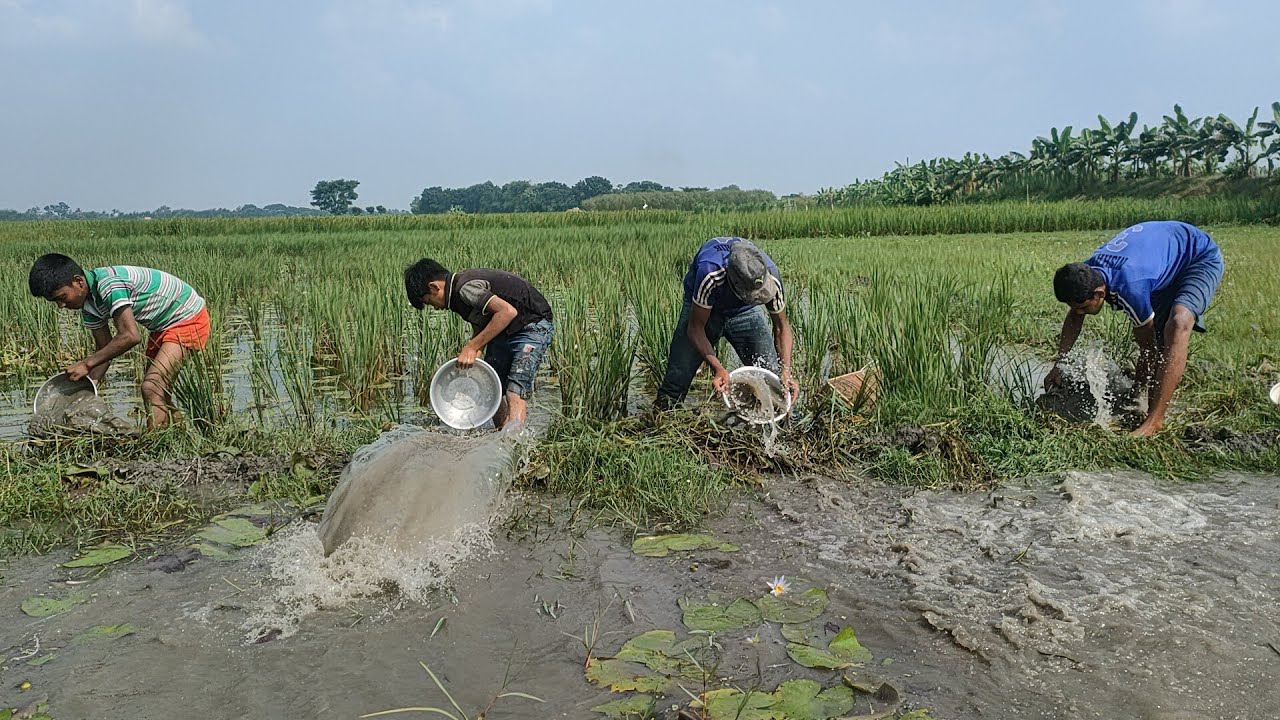 Preparing to catch fish by draining the water of the bill Amazon ...