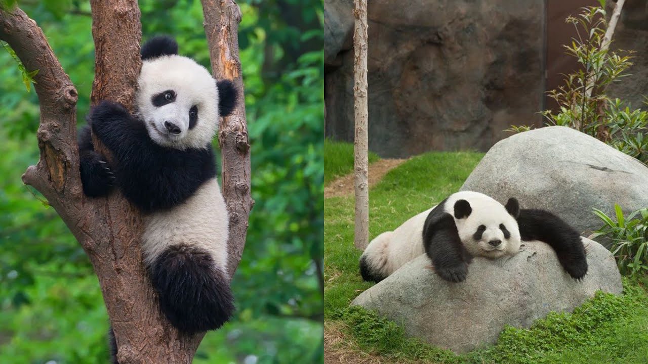 CUTENESS OVERLOAD! | Cute and Funny Panda moment's on Tik Tok #3 - YouTube
