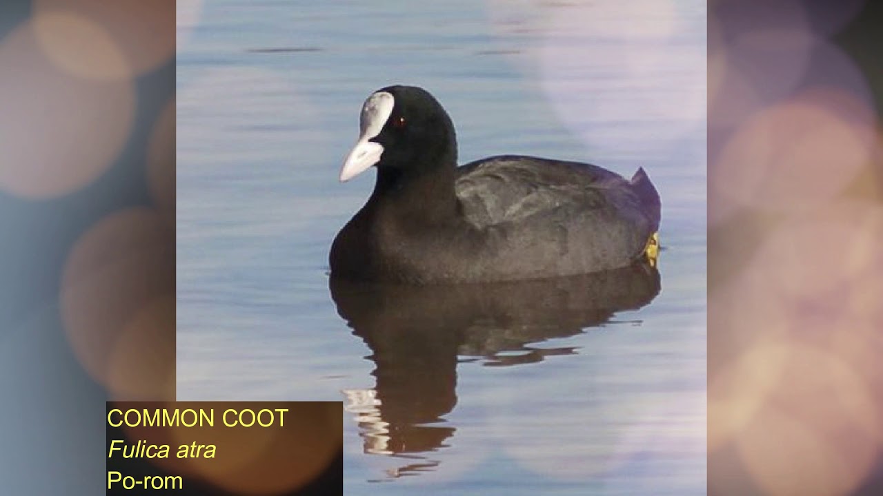 Migratory Birds of Manipur - YouTube