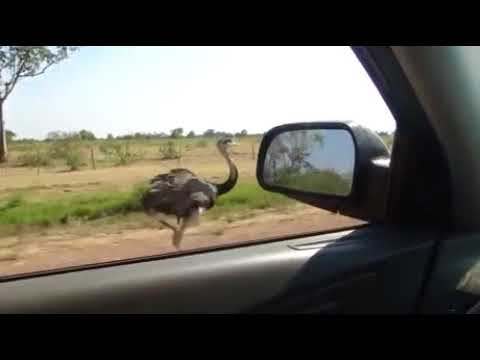 Ostrich vs car - YouTube