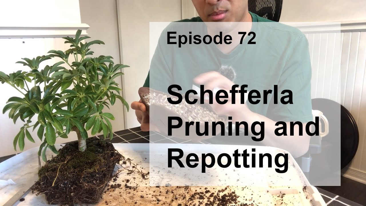 Episode 72, Schefflera Pruning and Repot - YouTube