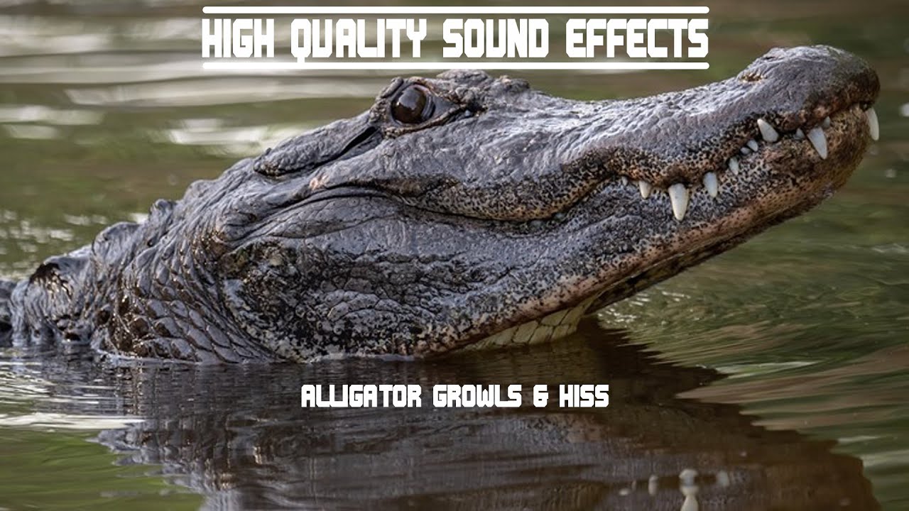 High Quality Sound Effects - [Alligator Growls & [Hiss] - YouTube