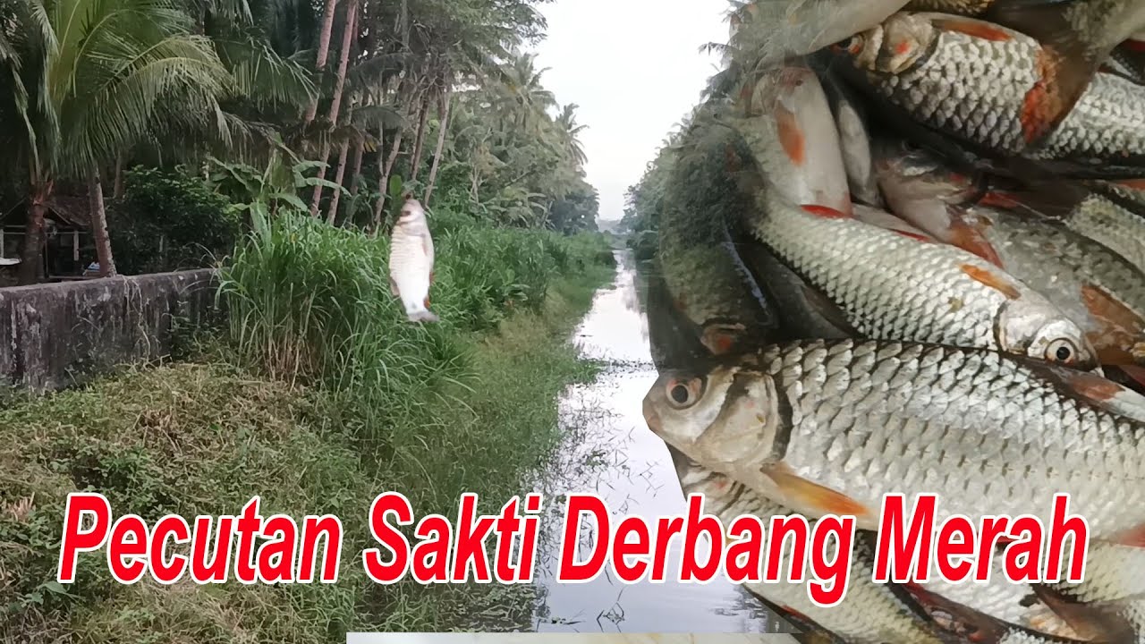 Pecutan Sakti @Gendut_microfishing Membuat Ikan Derbang Menggelepar ...