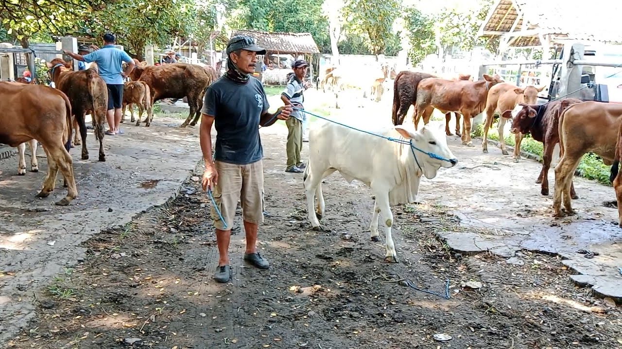 Musim Hujan‼️Sepi Pembeli || Harga Sapi Kamis legi 5 Desember 2024 ...