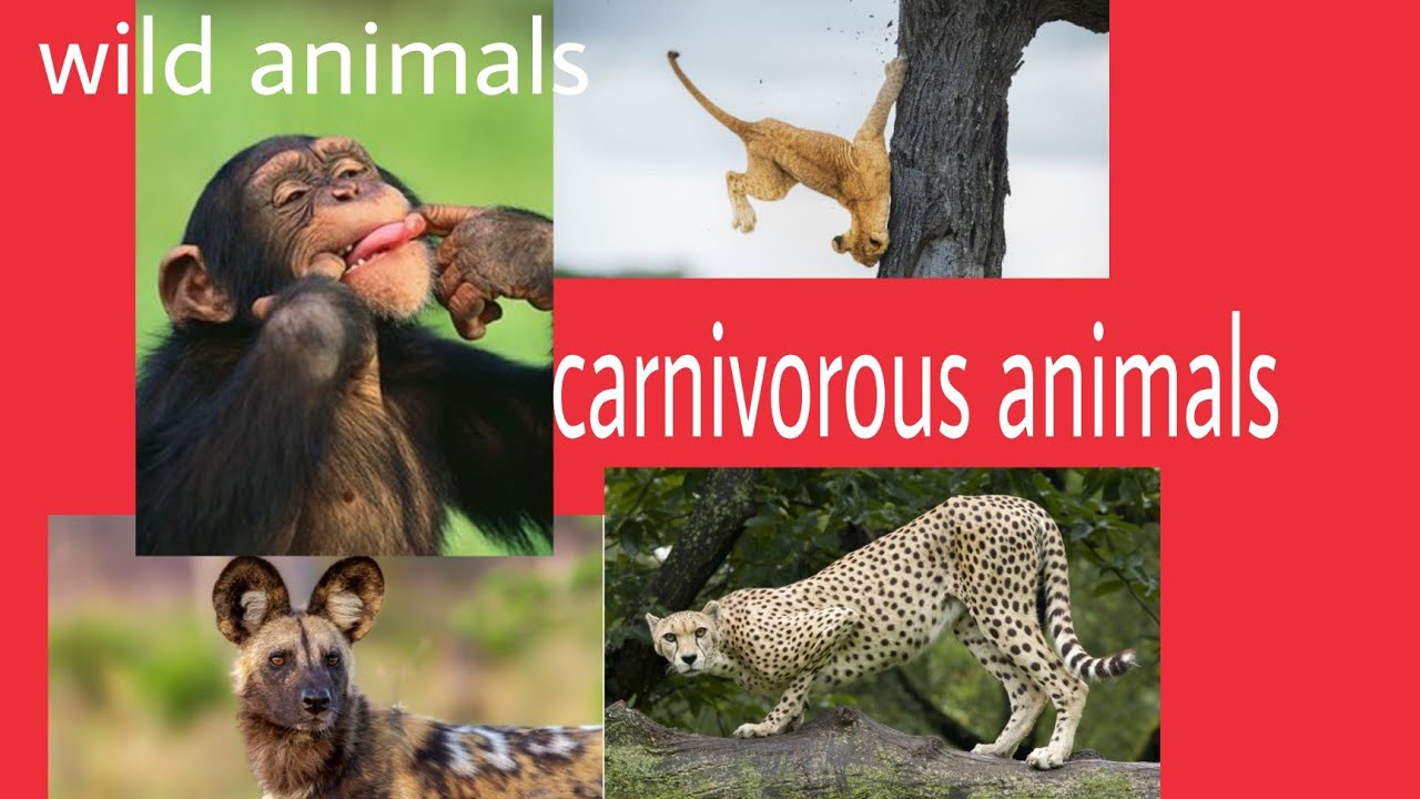 wild animals collage | collage making | collage making at home ...