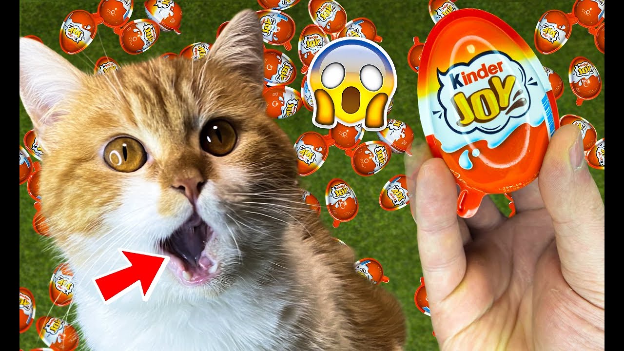 Satisfy Your Sweet Tooth with Ginger Cat and Kinder Joy A Fun and Tasty ...