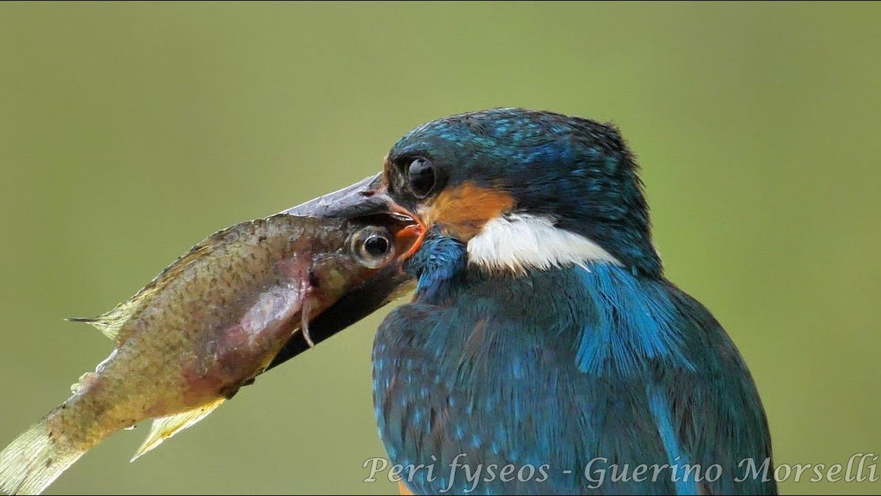 Martin pescatore e pesce - Kingfisher and fish (Alcedo atthis) - YouTube