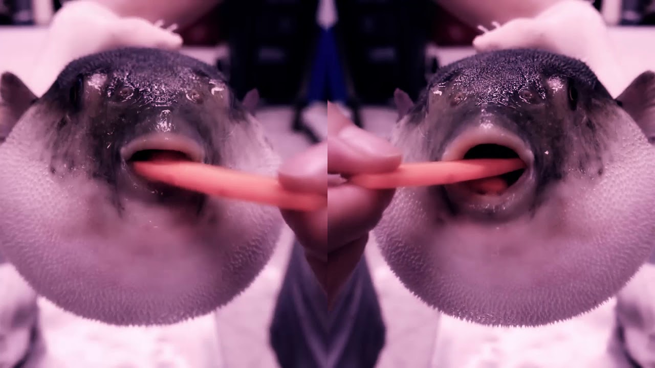 Puffer Fish eat carrot and sing Scarlet Zone - YouTube