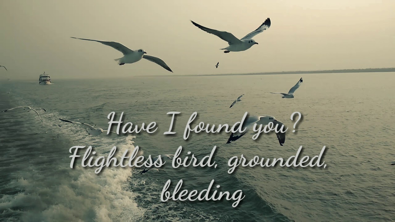 Flightless bird, American mouth Lyrics - YouTube