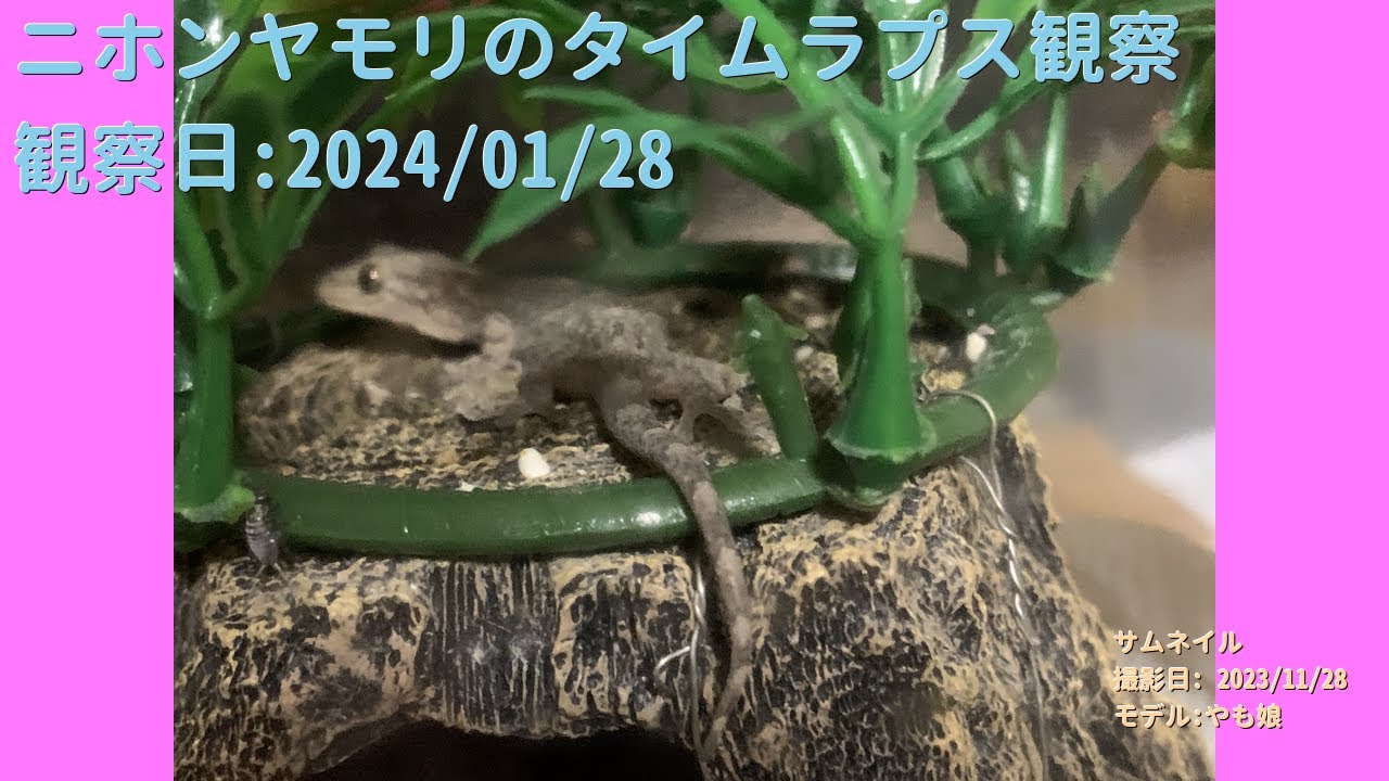 【For Work】 RPi-Cam-Web-Interfaceを使ったテスト（Timelapse） 2024年01月28日 - YouTube