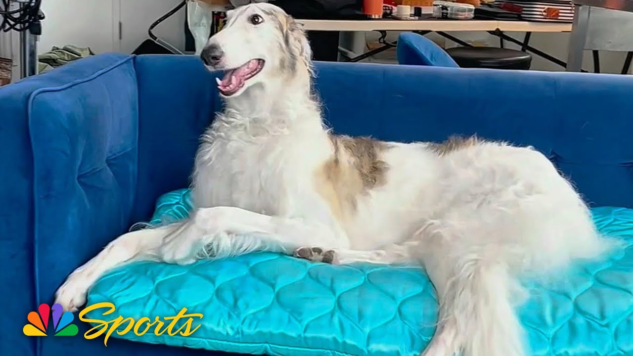 The National Dog Show's bougie Borzoi | NBC Sports - YouTube