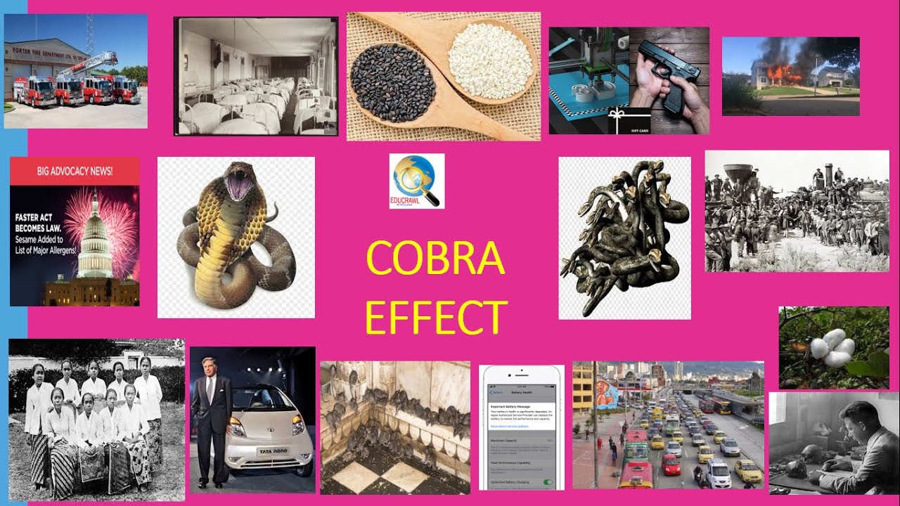COBRA EFFECT | WHAT IS COBRA EFFECT | REAL TIME INCIDENTS OF COBRA ...
