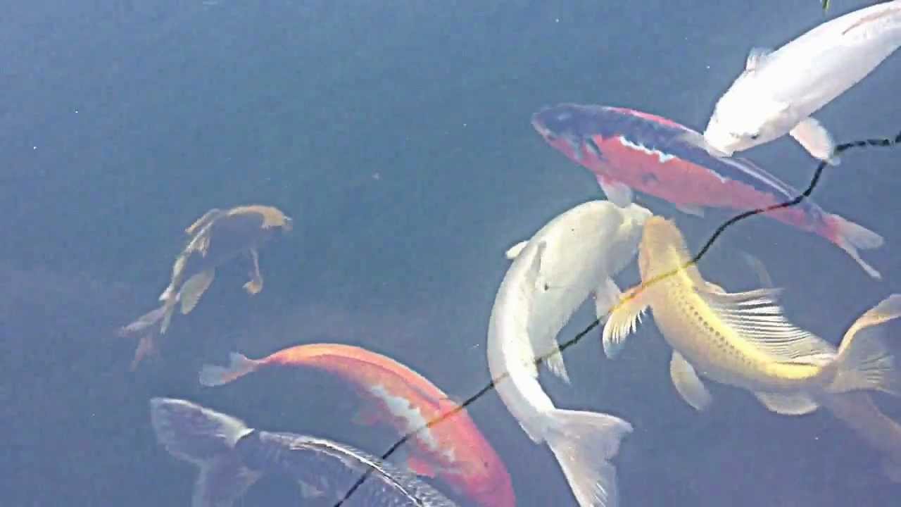 Bassin vitré - YouTube