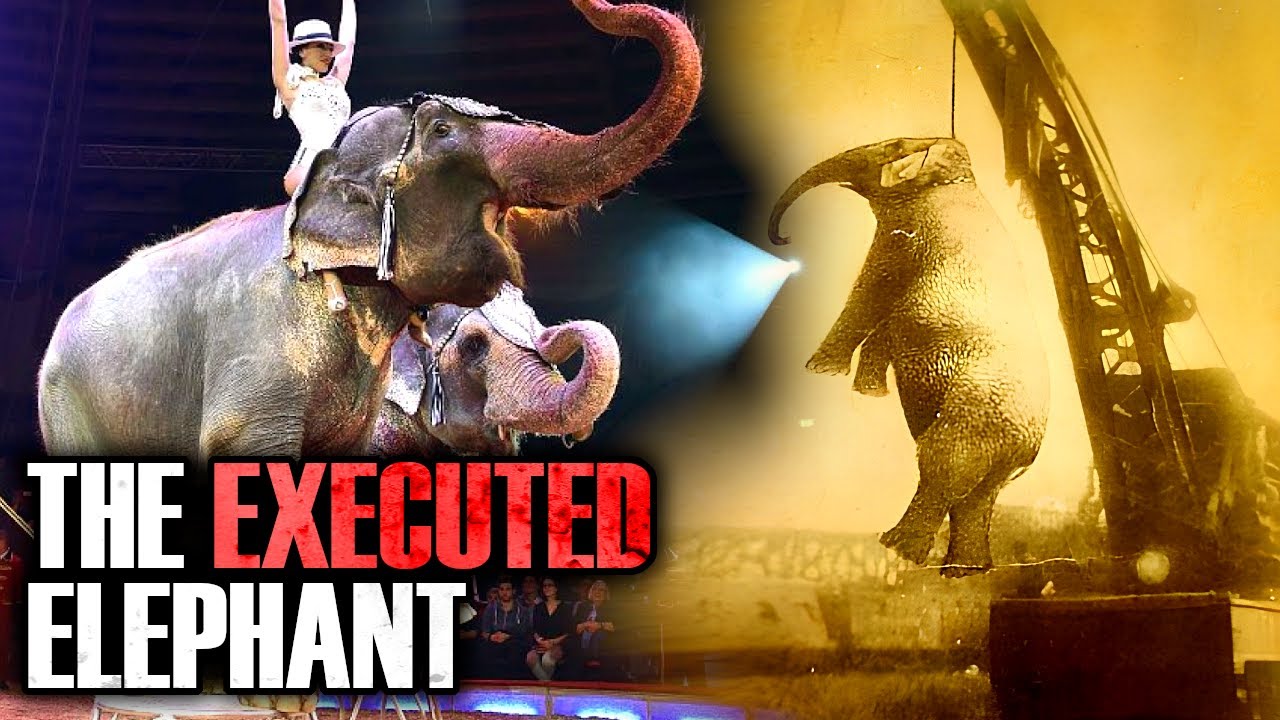 The Elephant That Was Hanged To Death | Tragic Story Of Marry The ...
